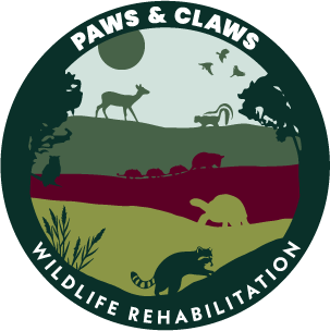 Home | Paws and Claws Wildlife Rehabilitation